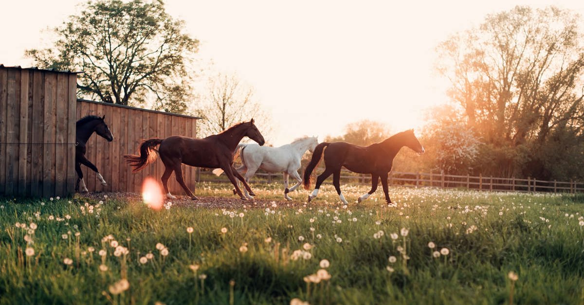 Spring turnout - gradual is key