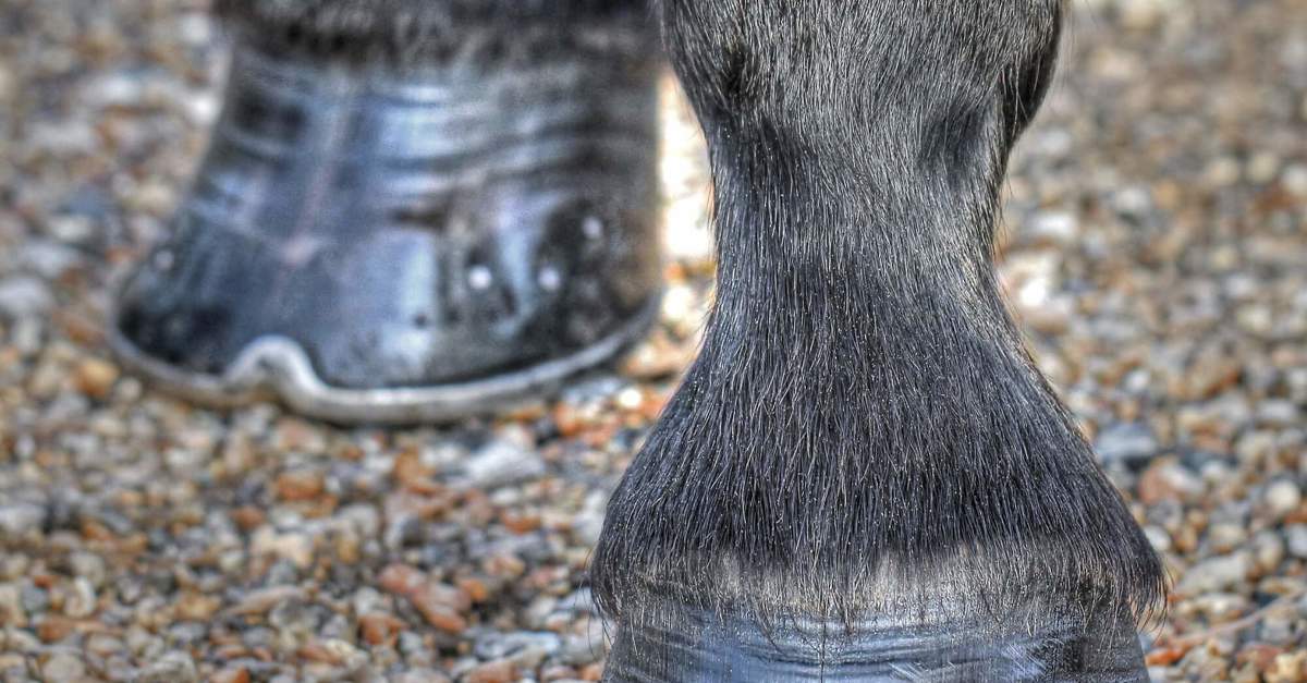 How apply a foot poultice - theory and preparation