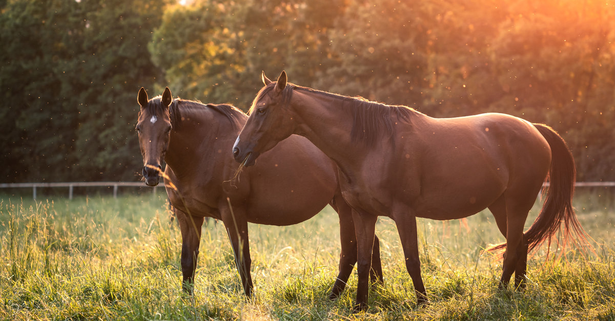 Preparing your mare for breeding